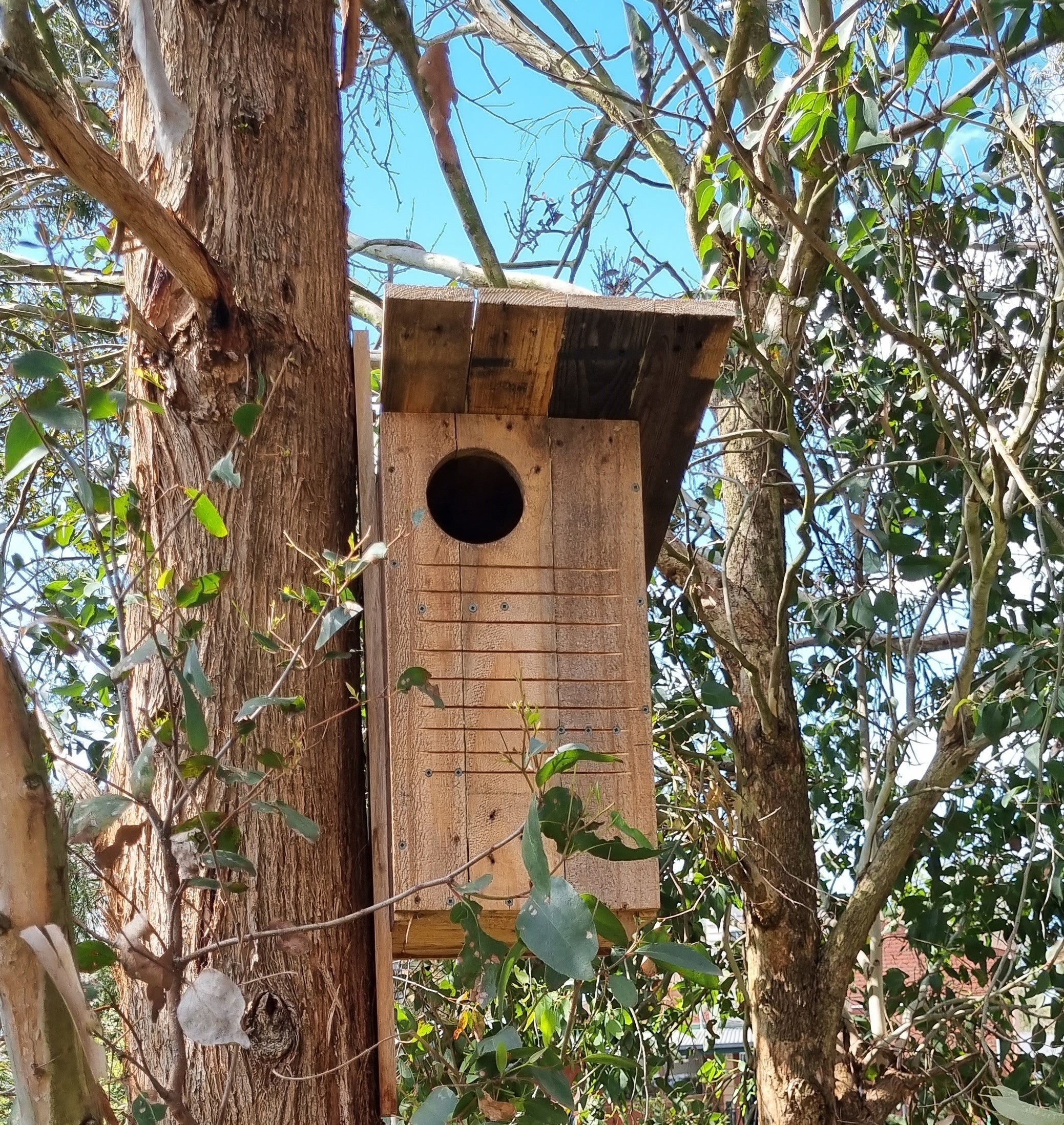 Wildlife Nesting Boxes – Wildlife Victoria