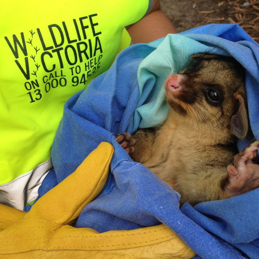 Wildlife Victoria Shop