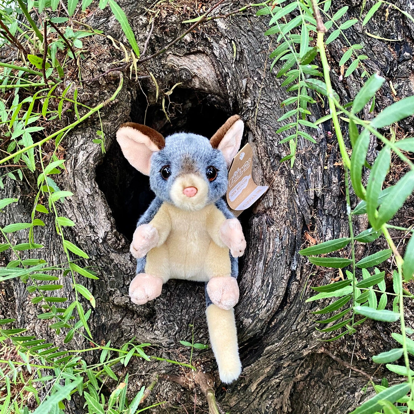 Plush Toy Timmy the Ringtail Possum - Lil' Friends – Wildlife Victoria