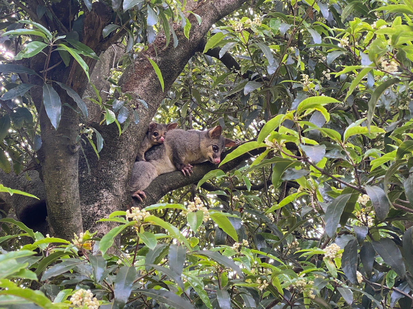 Possum Nesting Box - Self collection from Men's Shed* – Wildlife Victoria